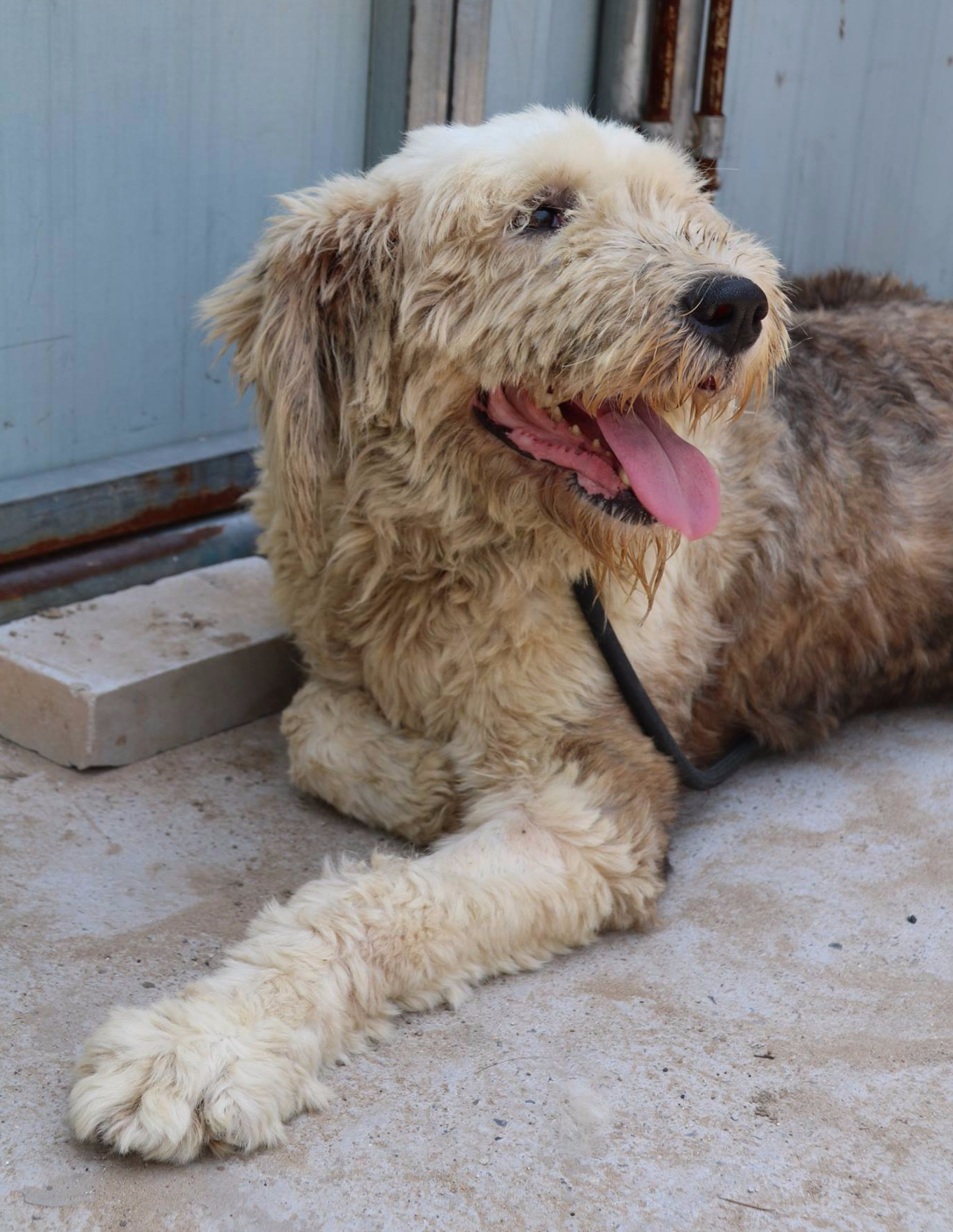 INVESTIGATION: Inside the sadistic world of the gruesome cat torture ...