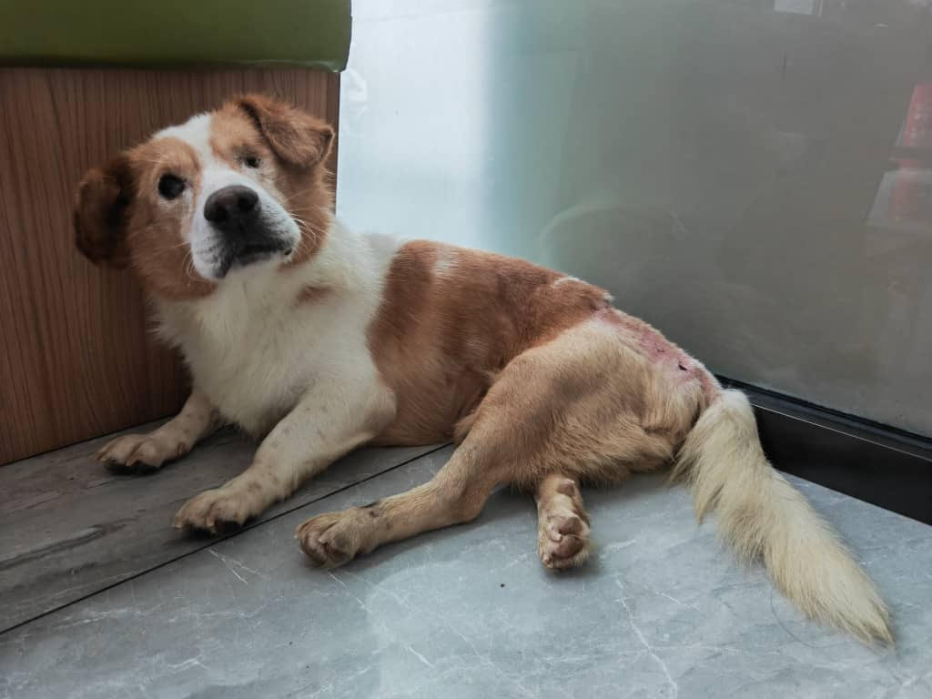 NoToDogMeat charity rescues blind and disabled dog from devastating ...